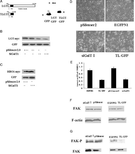 Figure 7 From Elevated β14 Galactosyltransferase I In Highly