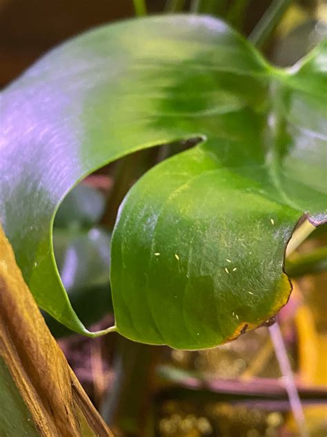 Found These Tiny White Worm Like Bugs On My Plant Ive Tried Insecticidal Soap With Showers And