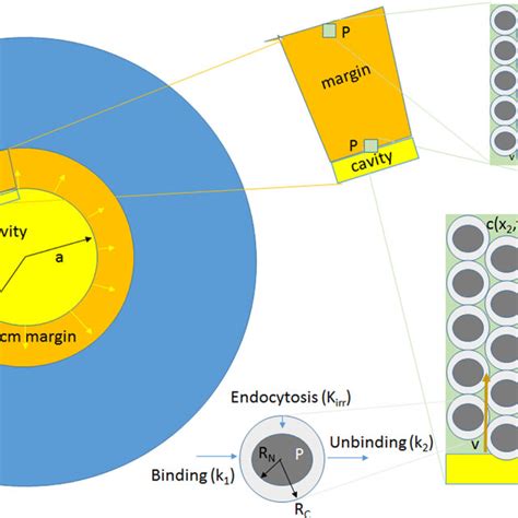 Basic Components And Assumptions Of The Model Top Left The Brain Is