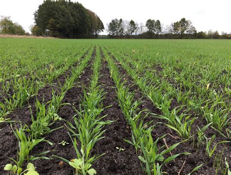 Oxidativer Stress Bei Pflanzen Sonja Dreymann