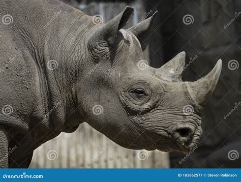 Rhino Standing Stock Image Image Of Head Horned Gray 103662577