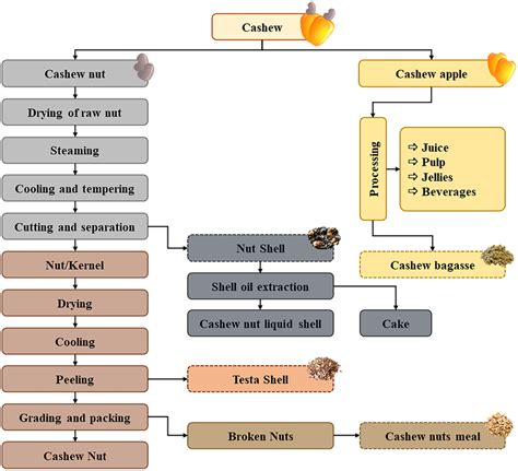 Cashew Nut Processing Flow Chart