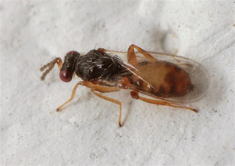 Tiny Wasp Euplectrus Bugguide Net