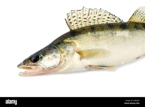 Perch Vs Walleye