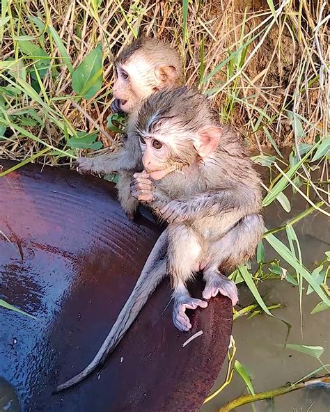 The Susu Monkey Was Very Angry With The Bobo Monkey He Shouted At The