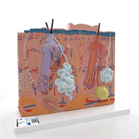 Integumentary System Anatomical Models For Education And Medical Study