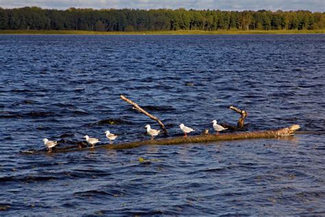 Kelionė Jachta Nemuno Delta Minijos Upe Rusnėje Jachtos Nuoma