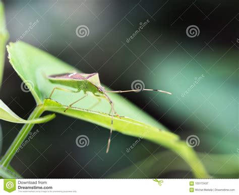 The Grasshopper Shaped Square On The Leaf Stock Image Image Of Life