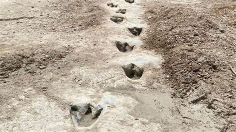Dinosaur Footprints