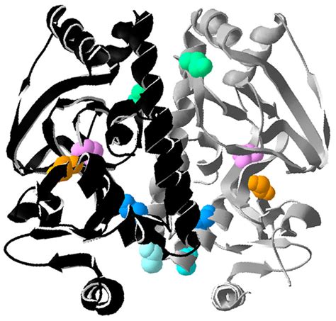 Location Of Prfa Mutations On The Prfa Crystal Structure Download
