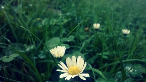 Rosa 1 Antonio Kajić Plants Garden Photo