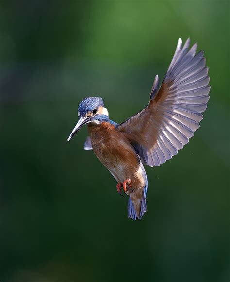 Kingfisher Bird Flying Photos Download The Best Free Kingfisher Bird