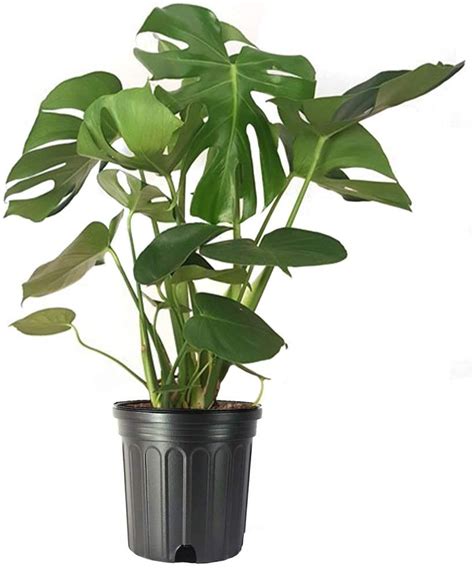 Split Leaf Philodendron 10 Pot Oakland Nurseries
