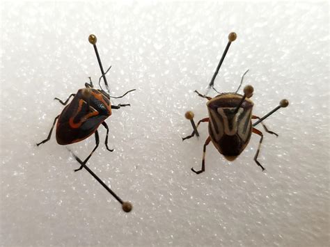 Just Pinned A Couple Very Fragrant Two Spotted Stink Bugs Perillus