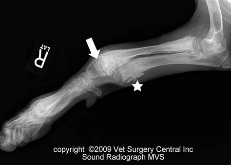 Animal Surgical Center Of Michigan Veterinarian In Flint Mi