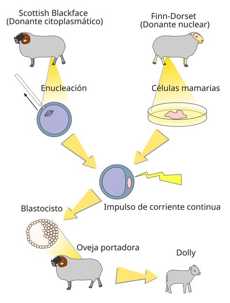 Archivodolly Clone Essvg Wikipedia La Enciclopedia Libre