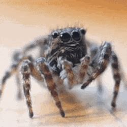 Wolf Spider Crawling 