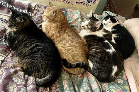 Paris Cat Café Chonker Rchonkers