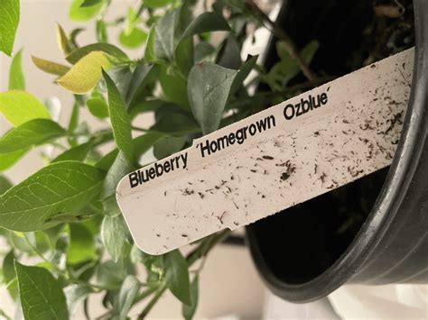 Any Blueberry Nerds Have Any Info On This Variety I Cant Find Much Of