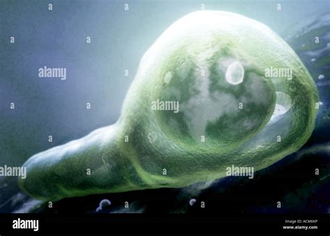 Tetanus Bacterium Stockfotos Und Bilder Kaufen Alamy