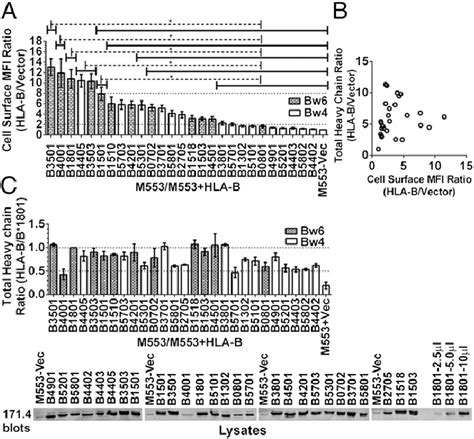 Variable Expression Of Hla B Molecules In Tapasin Deficient Cells A Download Scientific