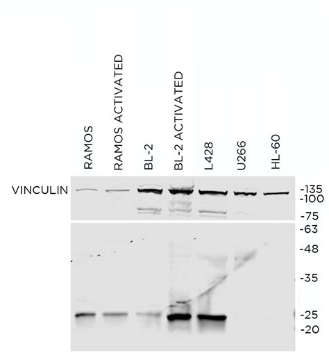 Aicda Aid Antibody 5g9 Euromabnet