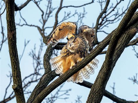 Flaco The Escaped Eurasian Eagle Owl Of Central Park New York 1