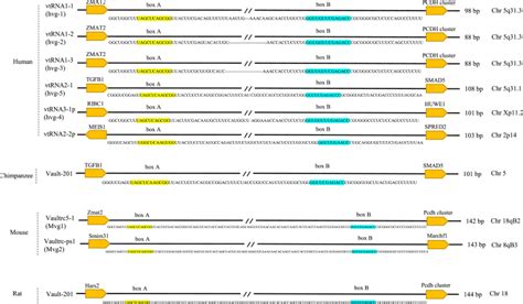 Vault Rnas Vtrnas Rediscovered Non Coding Rnas With Diverse