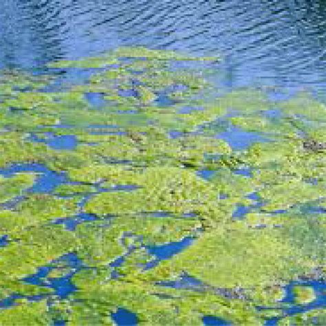 Photographic View Of Freshwater Algae Chlorella Vulgaris Thakkolam Download Scientific