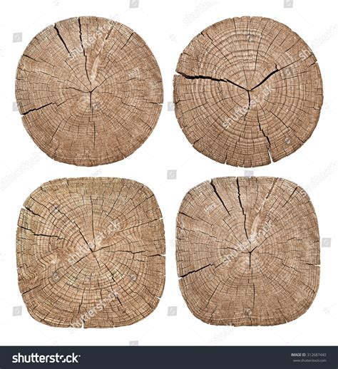 Cross Section Tree Trunk Showing Growth Stock Photo 312687440 Shutterstock