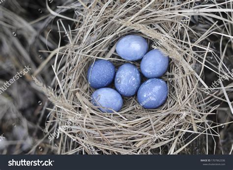 Pretty Bird Eggs 77 Cute Bird Nest Decorations For Easter Décor