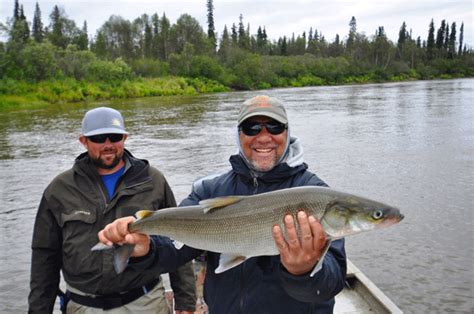Alaskas Mysterious Sheefish Tarpon Of The North Aniak River Lodge