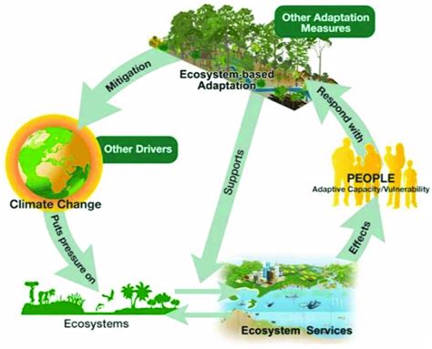 Ecosystem Based Adaptation Framework Source Andrade Pérez A Et Download Scientific Diagram