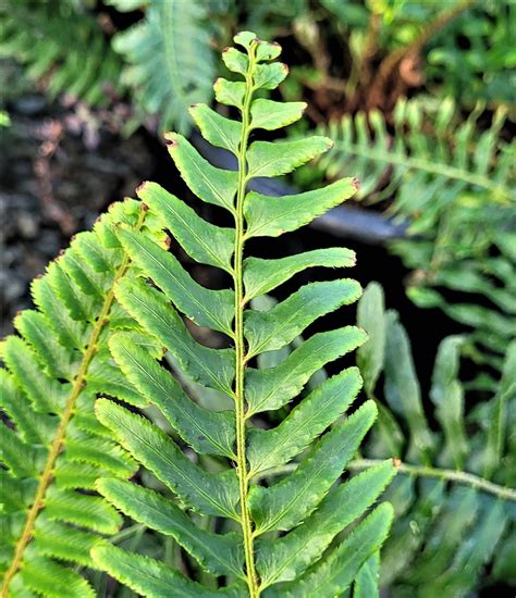 Polystichum Munitum Western Sword Fern
