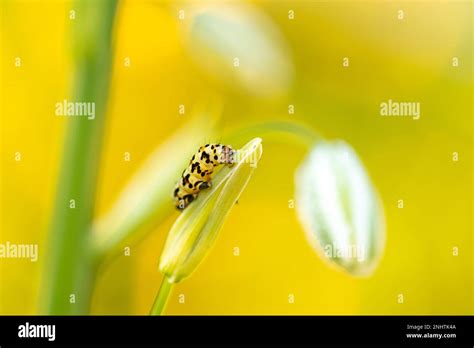 A Worm Eating Away At A Wild Plant With Flowers In A Fruit Garden On A Farm In The Sandveld Area