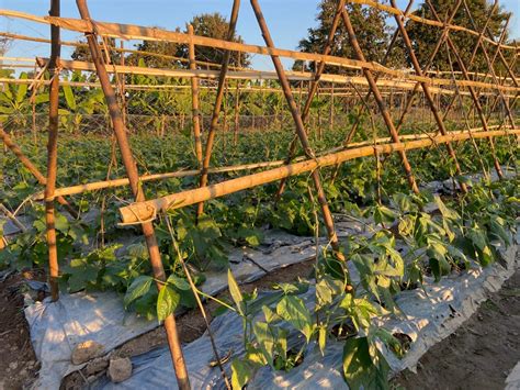 Green Pole Bean Trellis How To Make A Green Bean Trellis Using Welded