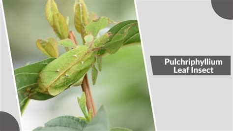 25 Types Of Leaf Insects Identification With Pictures