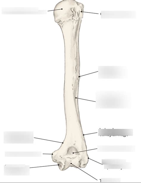 Ulnar Nerve Groove Humerus At Shannon Mcelroy Blog