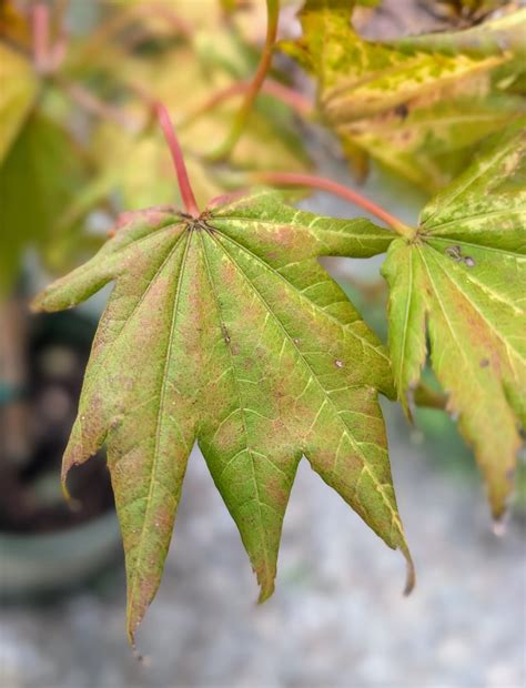 The Martha Stewart Blog Blog Archive Japanese Maples From Monrovia