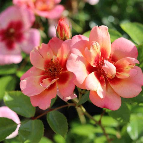 Rosa Jojo Peach 60cm Stamme Gratis Levering Køb Online