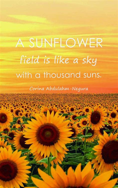 Sunflower Quotes Wallpapers Top Free Sunflower Quotes Backgrounds