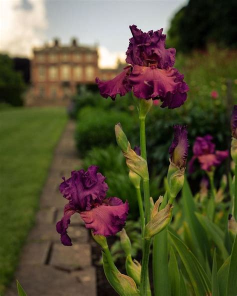 Amanda On Instagram “back At Newby Hall Here With Giant Frilly