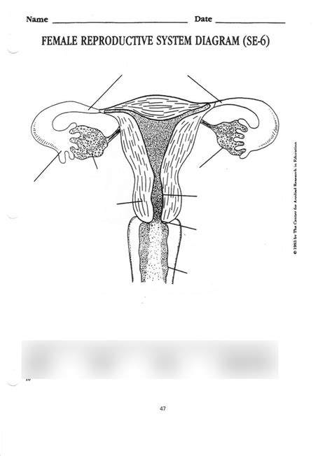 Worksheet On Reproductive System Printable And Enjoyable Learning