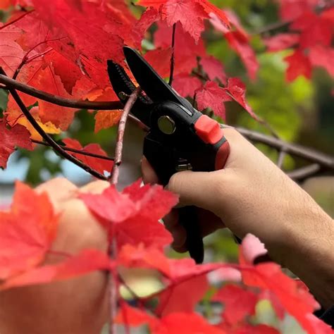 Pruning Trees And Shrubs Garden And Aquatics Centre Birmingham Halls