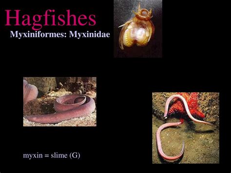 Ppt Amphioxiformes Branchiostomatidae Powerpoint Presentation Free