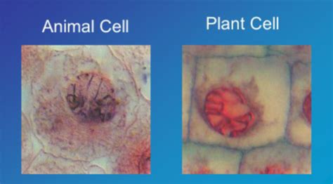 Bio Lab Exam 3 Mitosis Flashcards Quizlet