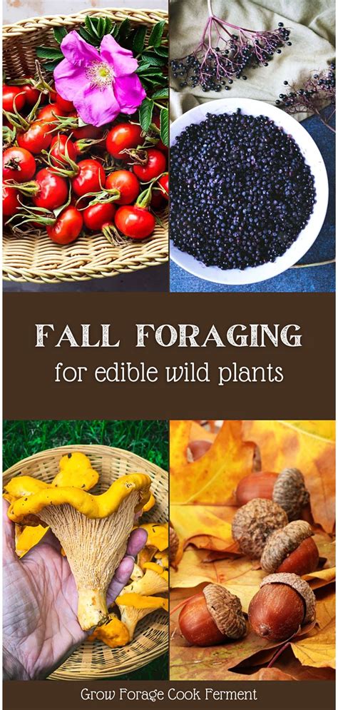 Mushrooms And Wild Edible Plants Fall Foraging Guide