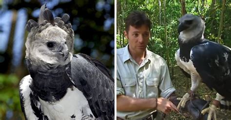 The Huge South American Harpy Eagle Weighs In At 20 Pounds