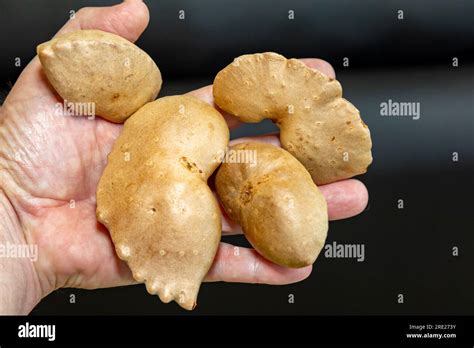 Edible Bulb Of The Plant Dioscorea Bulbifera Originally From Africa