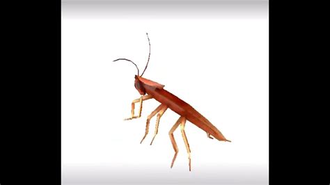 Cockroach Dancing To Sh Boom Youtube